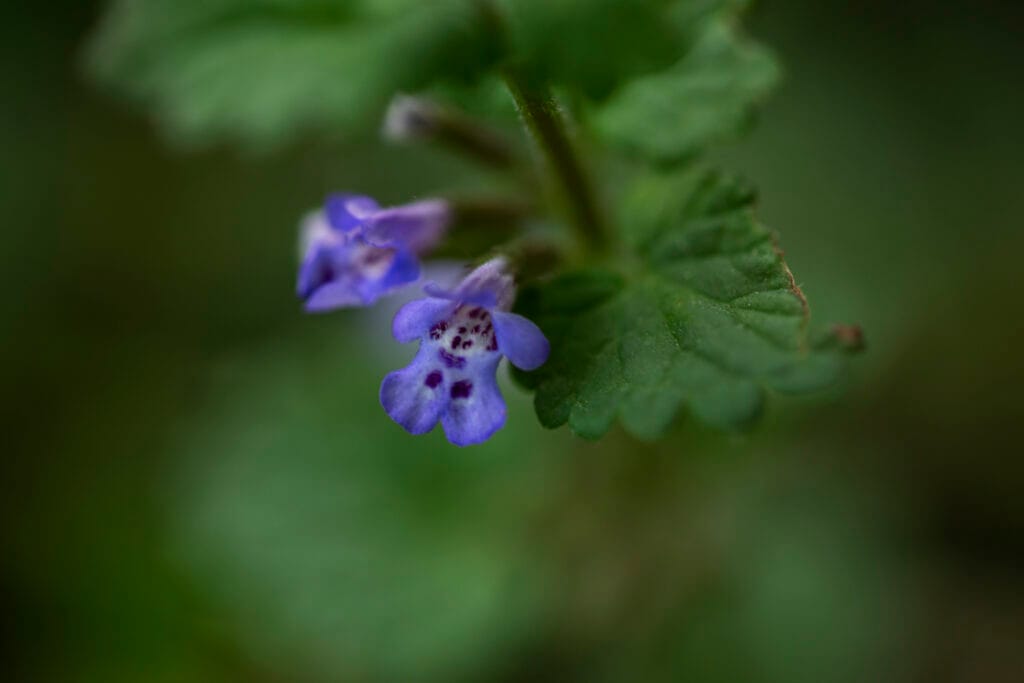 Top 10 Plants to Use in a Green Roof - AAC Flat Roofing